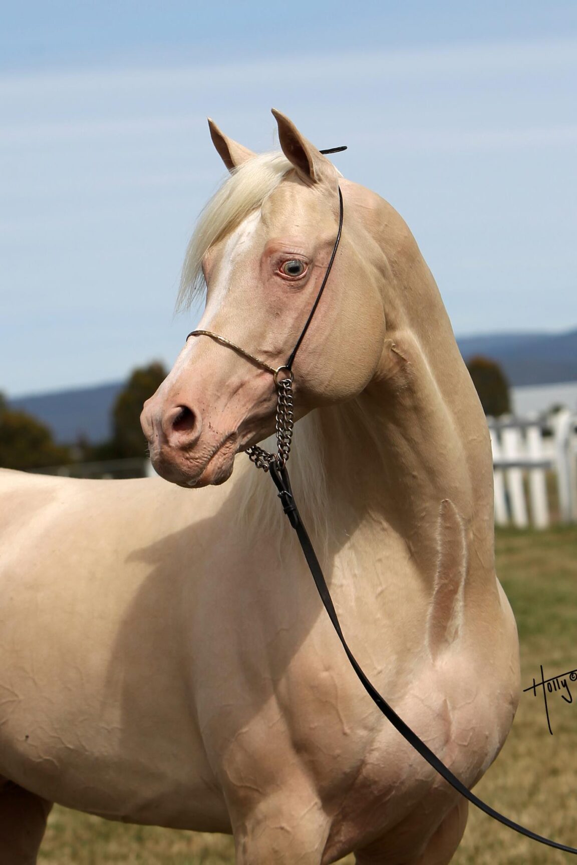 Stallions - South Serenity Arabians